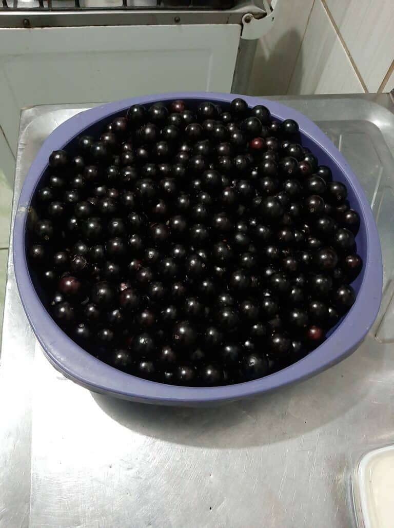 Receita de Licor de jabuticaba com apenas 3 ingredientes!